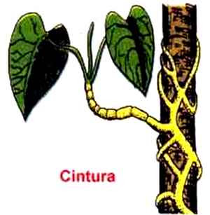 Objetivo Larissa: Raizes Aereas