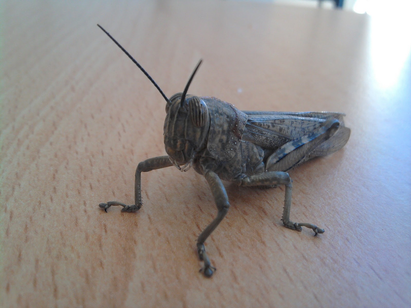 Sobkor Mobile Blog: на столе сидел кузнечик