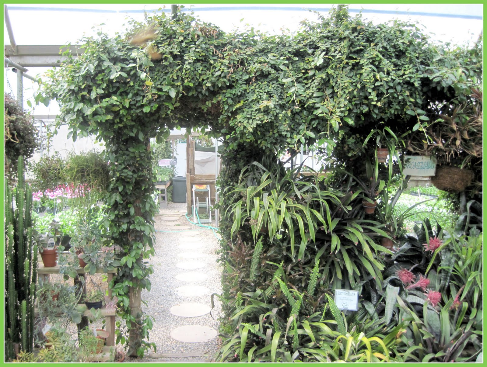 Healing Woman: ENCHANTED GREENHOUSE CYNDY'S GREENERY