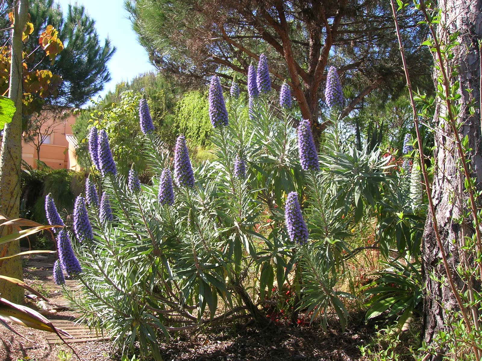 Recregarden: ECHIUM CANDICANS