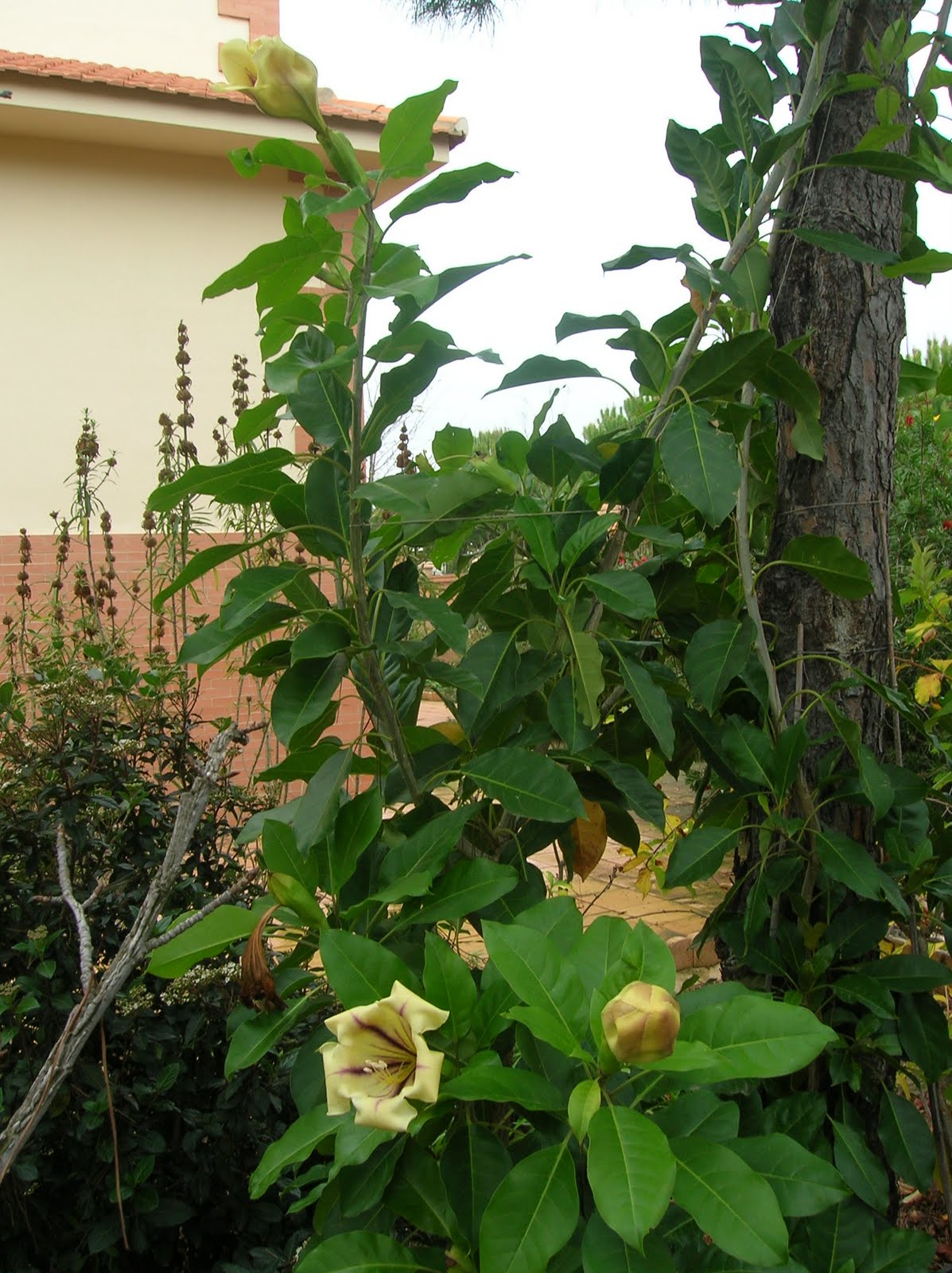 Recregarden: SOLANDRA MAXIMA