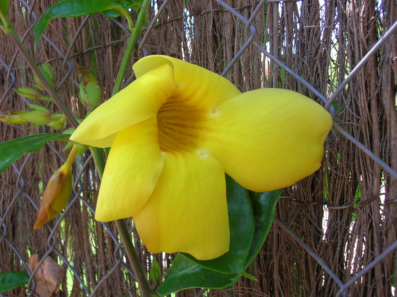 Recregarden: ALLAMANDA CATHARTICA