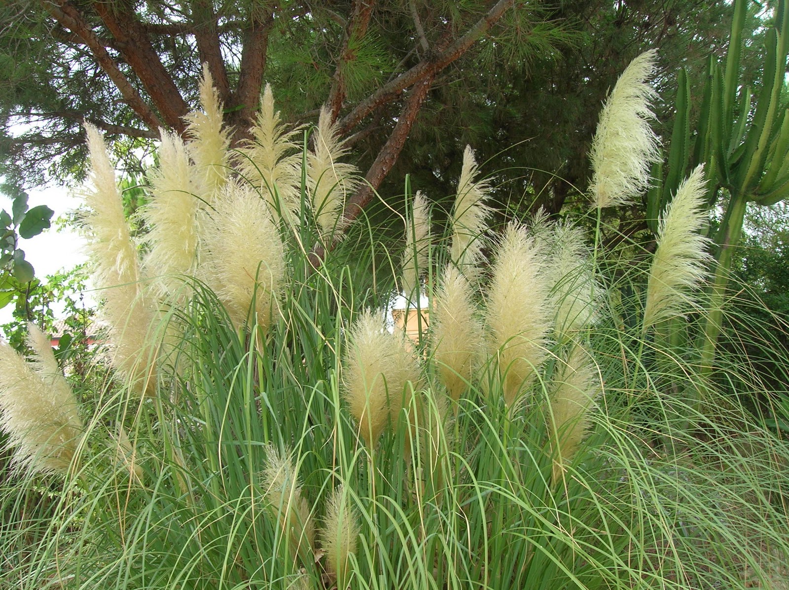 Recregarden: CORTADERIA SELLOANA