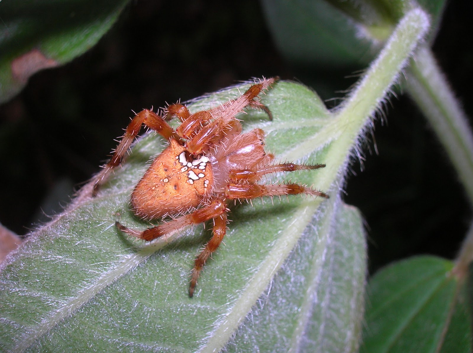 Recregarden: ARANEUS DIADEMATUS