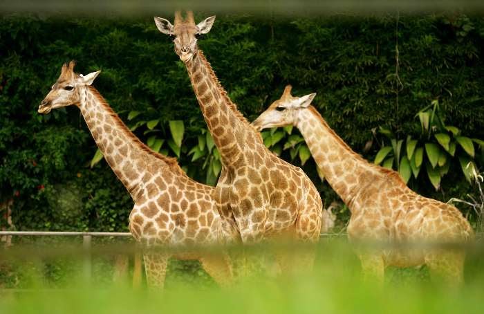 Inside São Paulo: The Zoo of Sao Paulo