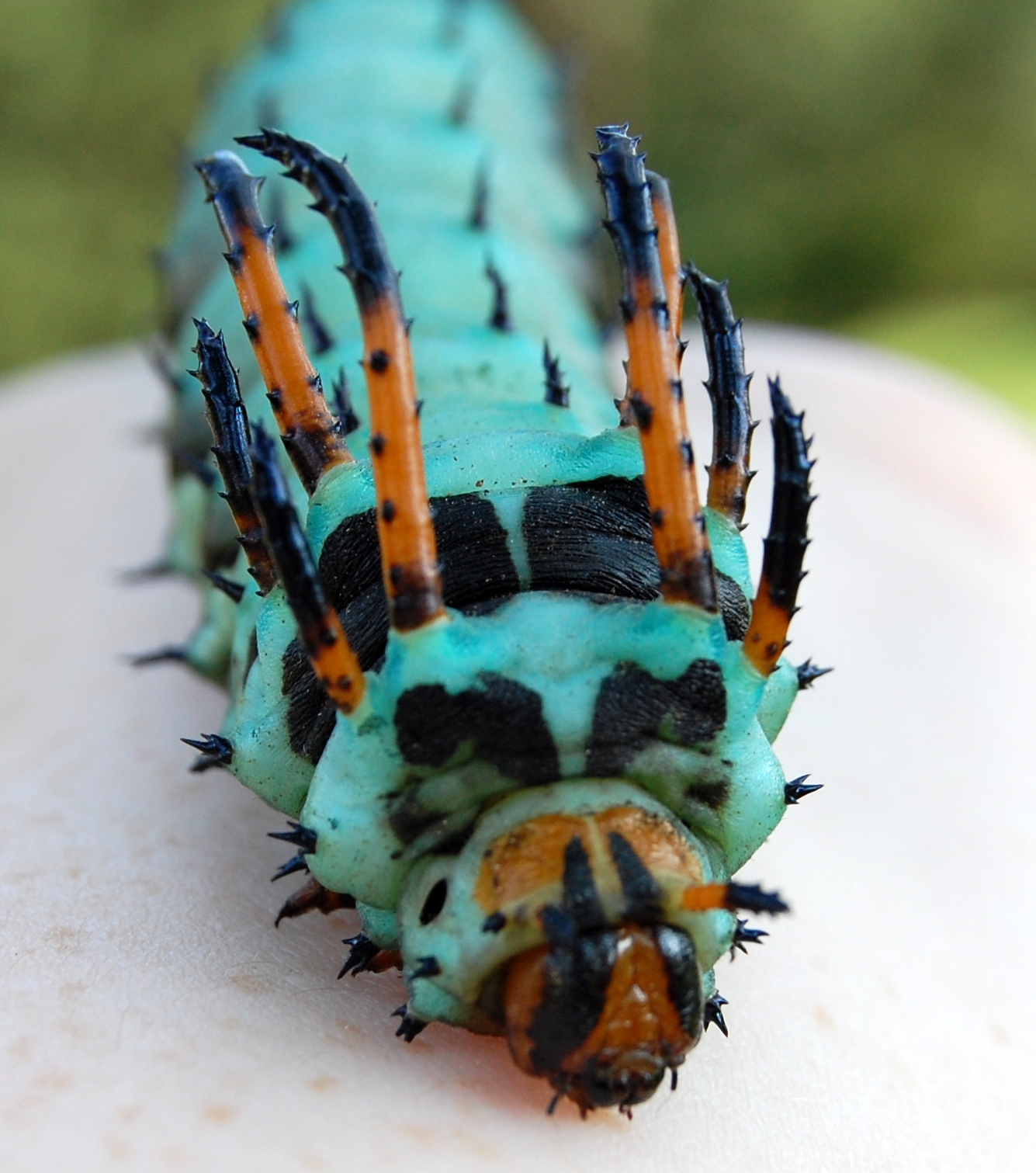 On a Wing and a Prayer: Hickory Horned Devil
