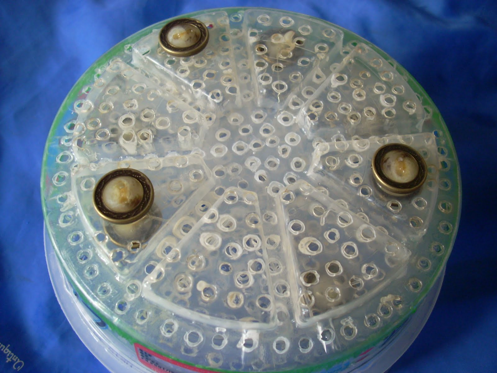 Lievito e Spine: Germogliatore fai da te