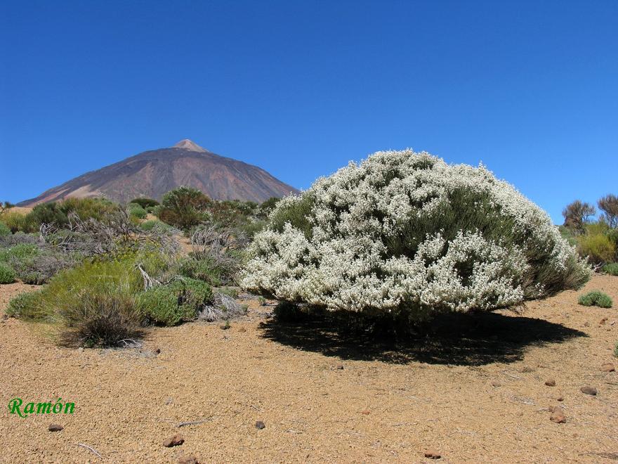 NUESTRA FLORA: RETAMA DEL TEIDE (Spartocytisus supranubius)
