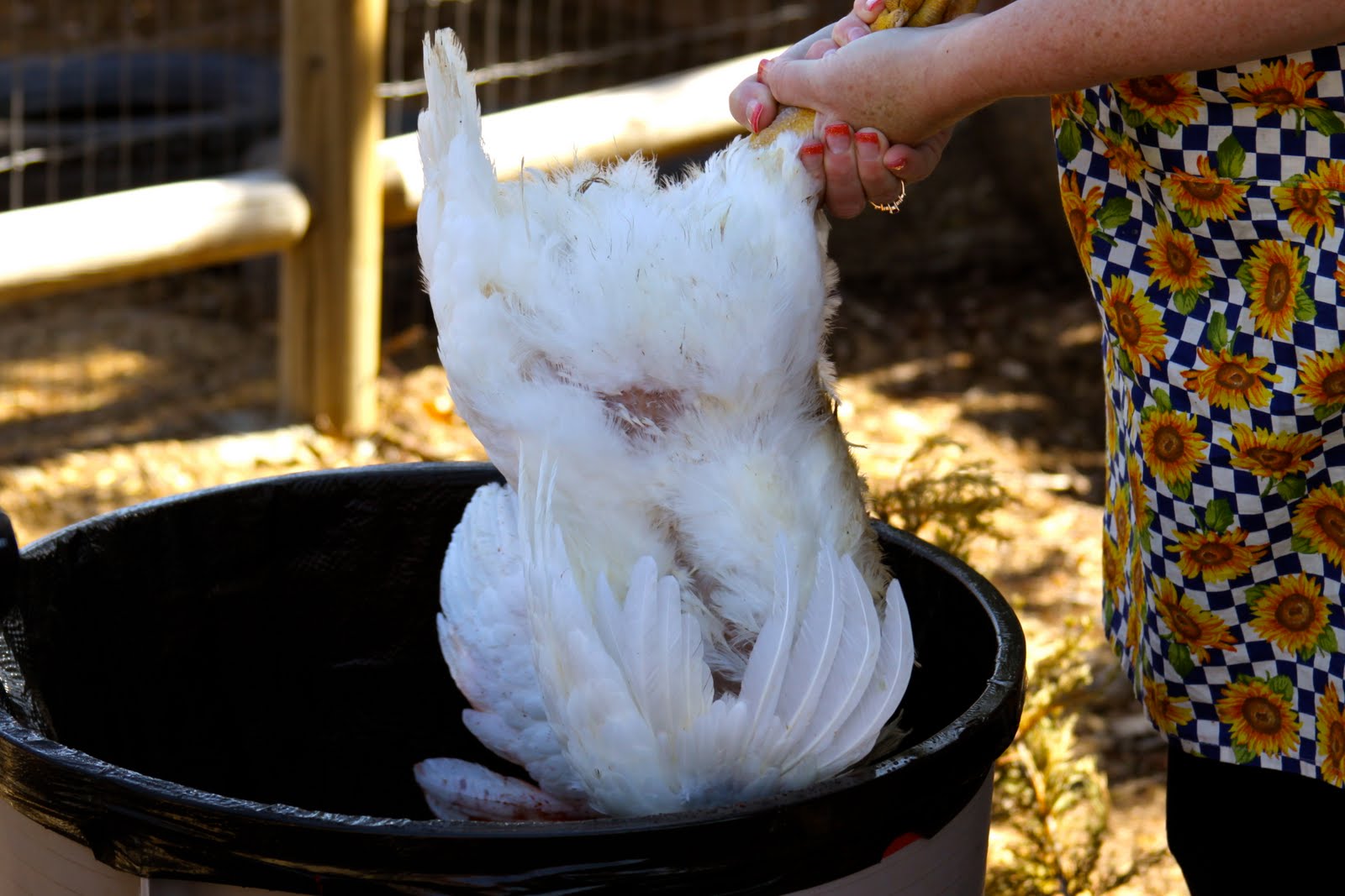Homestead Revival: Processing Meat Chickens