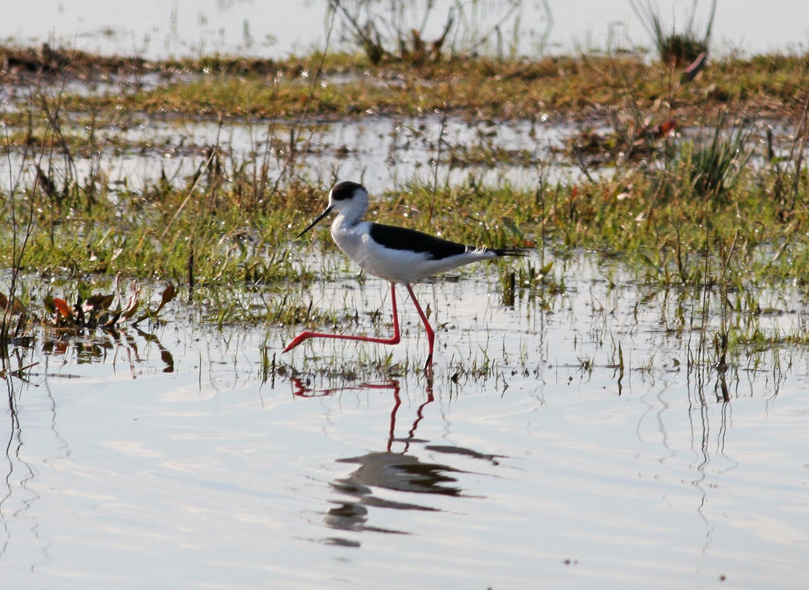 THE DIARY OF AN OBSESSIVE TWITCHER: BLACK-WINGED STILT - species 241