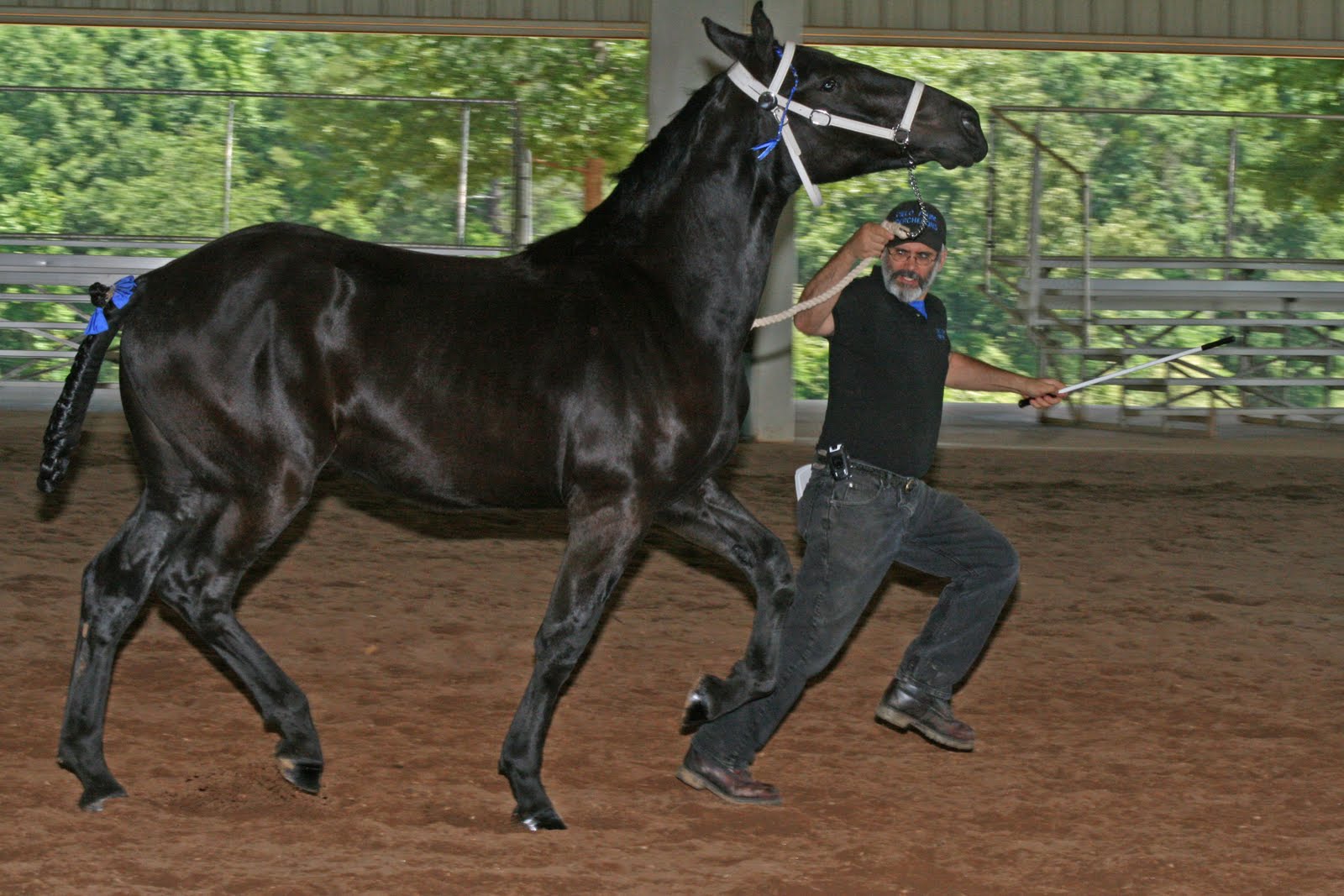 Cielo Azure Percherons: Grooming Percherons for Show