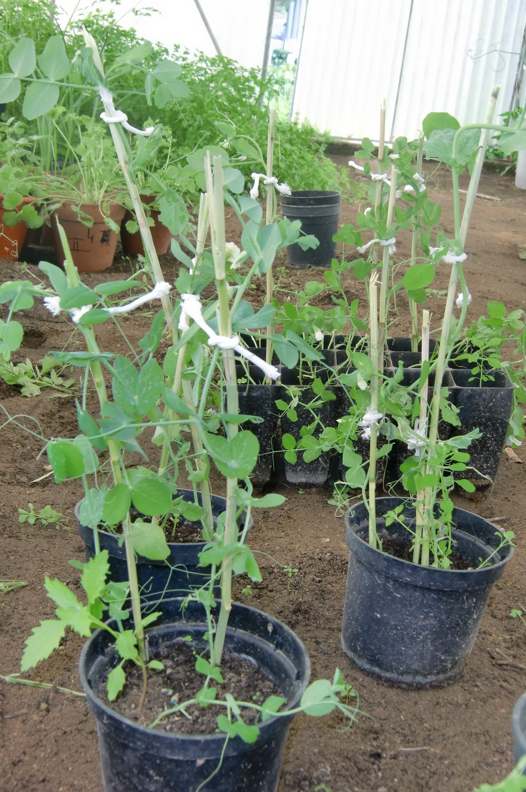 Ciências da Terra e da Vida: Plantação de ervilhas de cheiro e ...