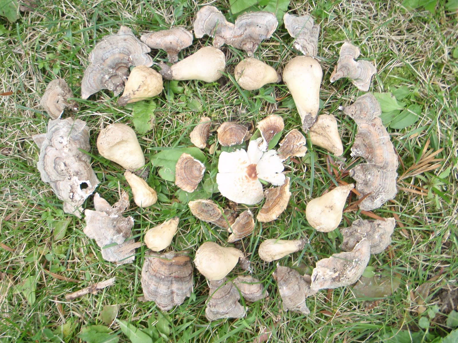 Waitsfield Elementary Art: More Andy Goldsworthy-inspired Nature Art