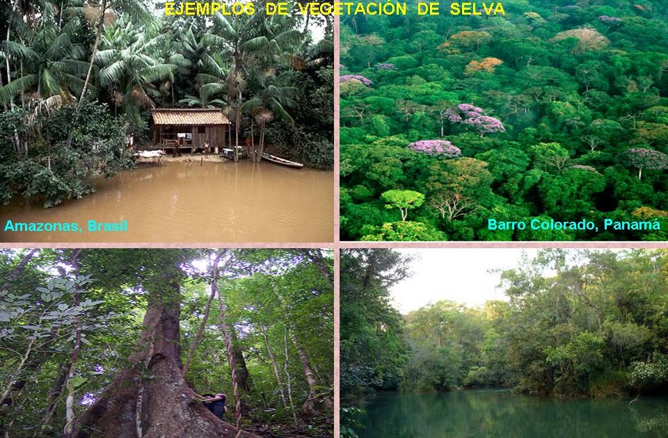 Geografía General: LOS PAISAJES VEGETALES