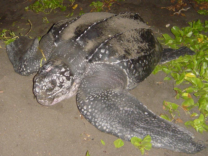 A Journey Through Guatemala: Sea Turtles Nesting Along the Shoreline in ...