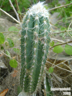 Explorando: Guaytán