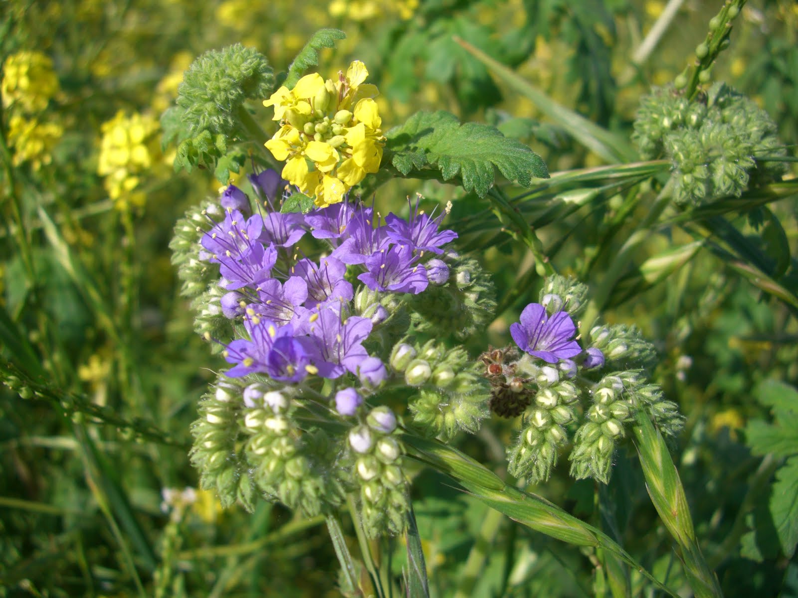 Conscious Gardening: What's Going on at Hornsby Bend?
