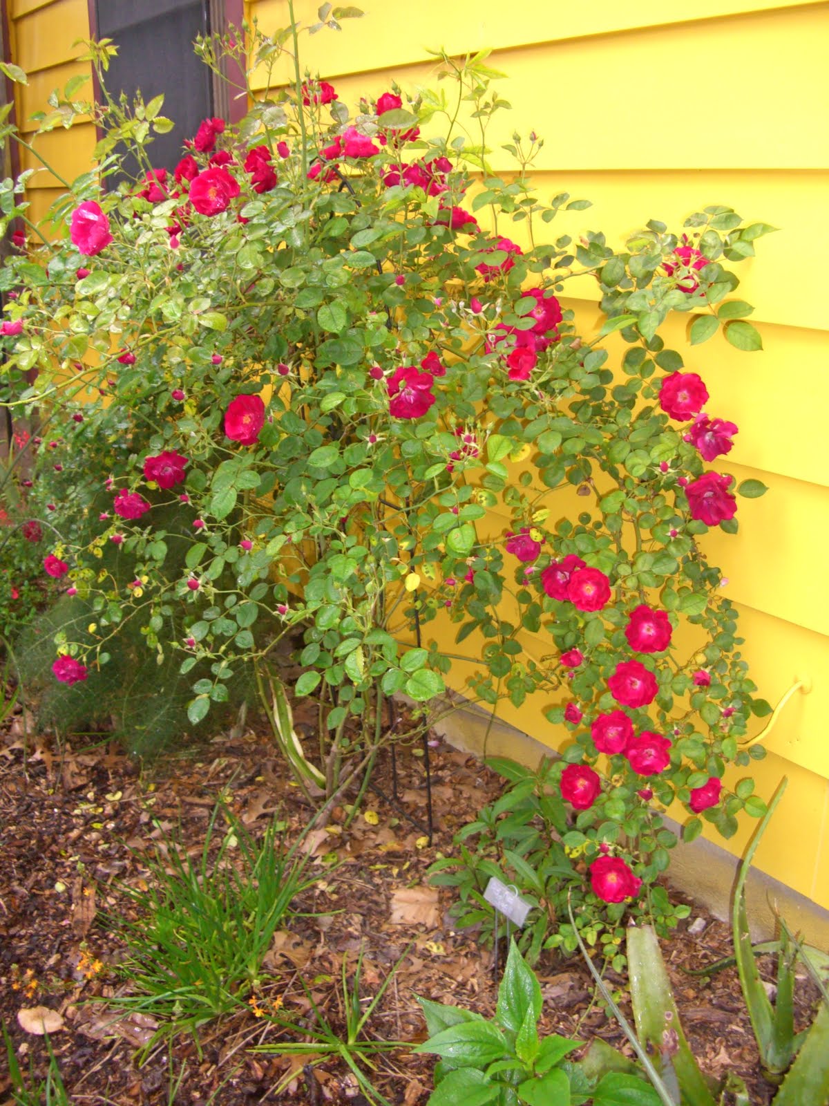 Conscious Gardening: Tax Day Tally...GBBD