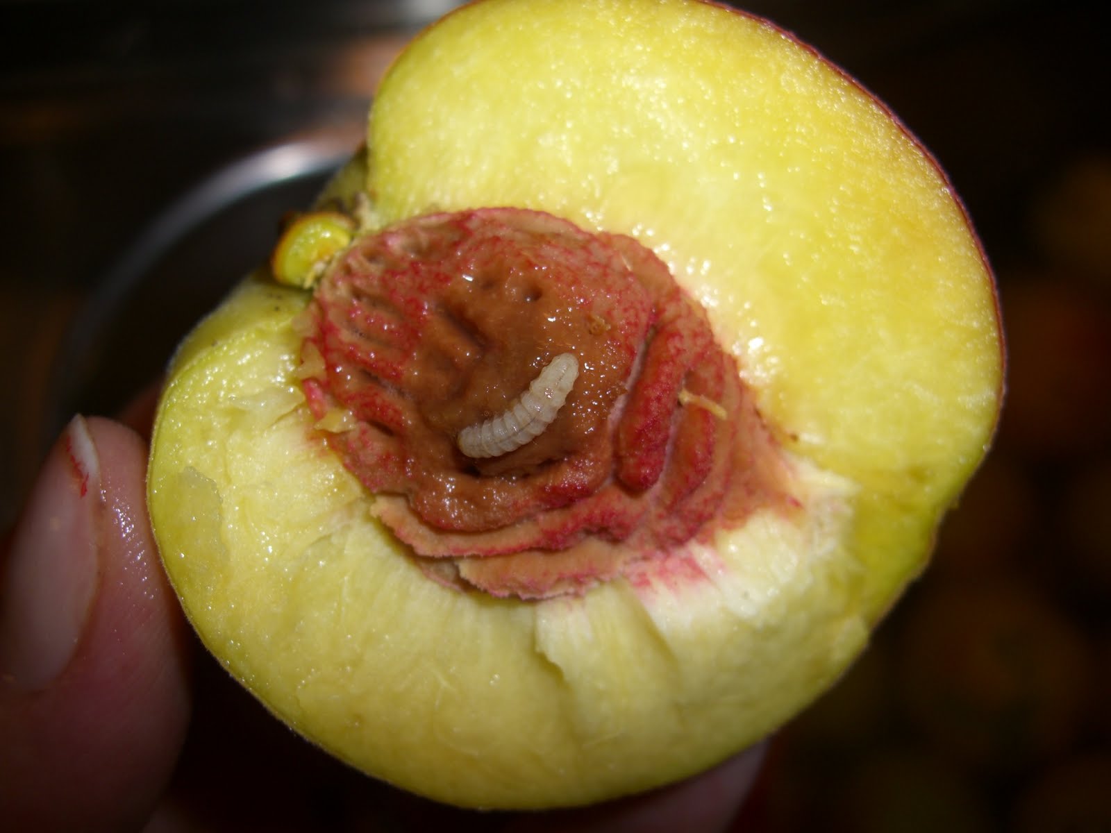 Conscious Gardening: Hot Damn, Peach Jam!