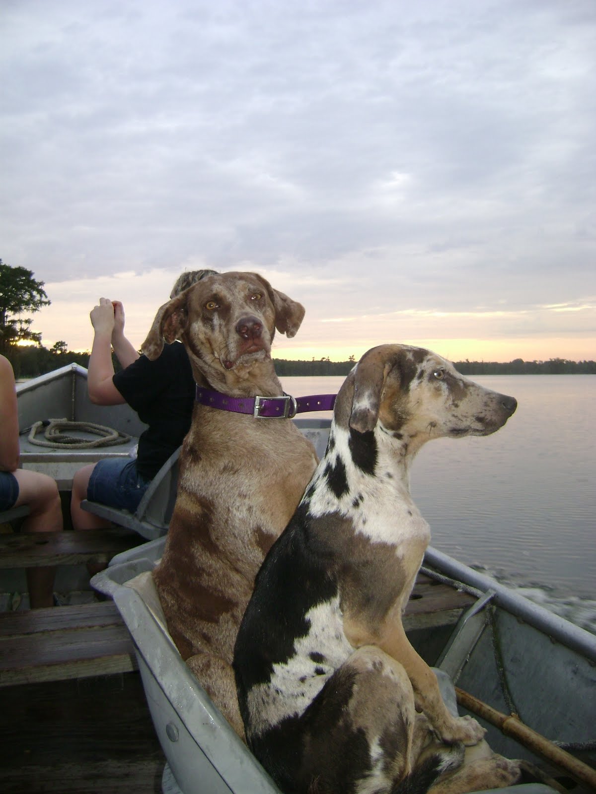 The Catahoula Hog Dog: Alligators Love To Eat Dogs