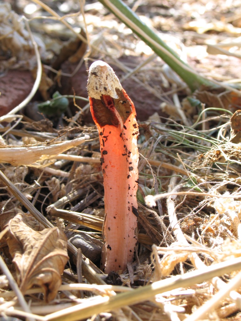 GAIA CREATIONS: Lantern Stinkhorn mushroom