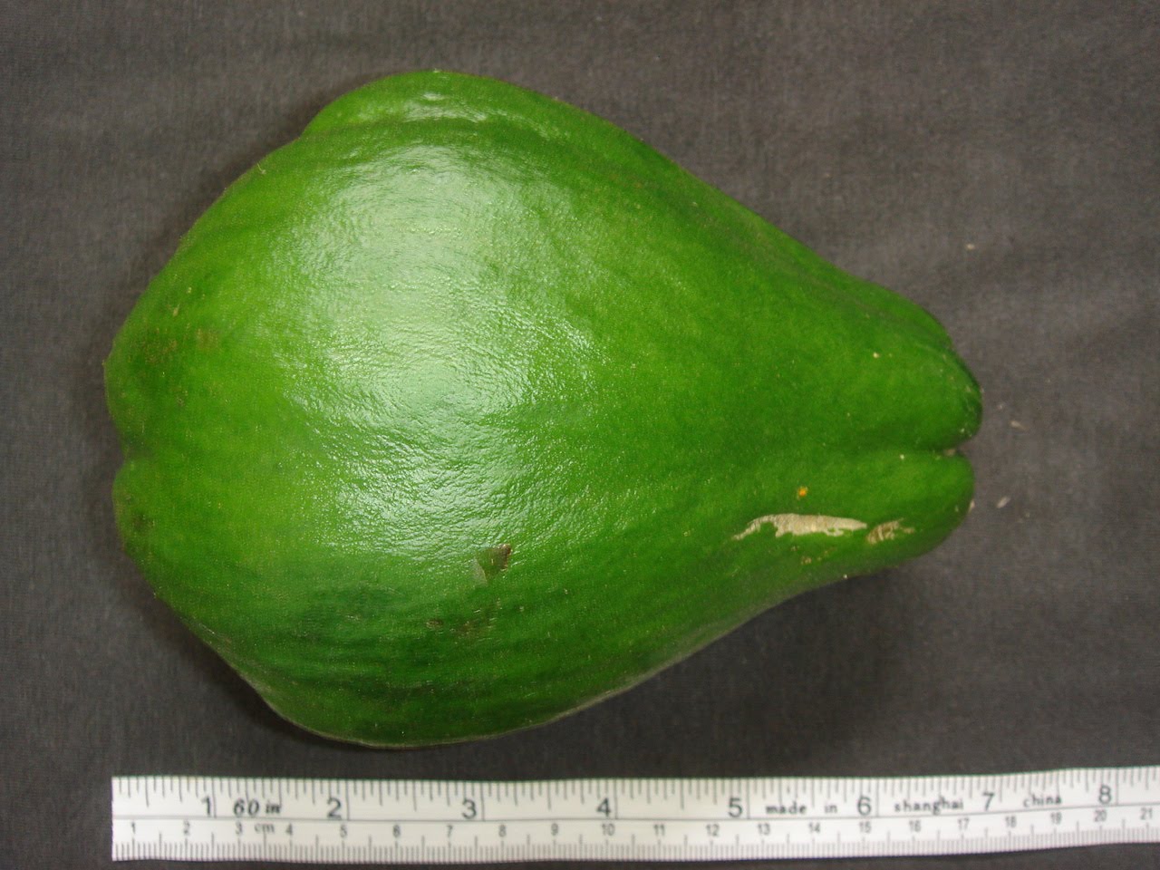 Chayote (Sechium edule) y tacaco (S. tacaco), Cucurbitaceae. Costa Rica ...