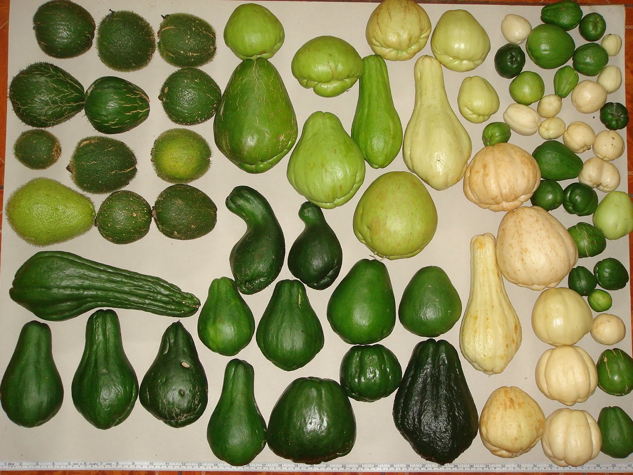 Chayote (Sechium edule) y tacaco (S. tacaco), Cucurbitaceae. Costa Rica ...