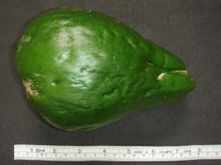 Chayote (Sechium edule) y tacaco (S. tacaco), Cucurbitaceae. Costa Rica ...