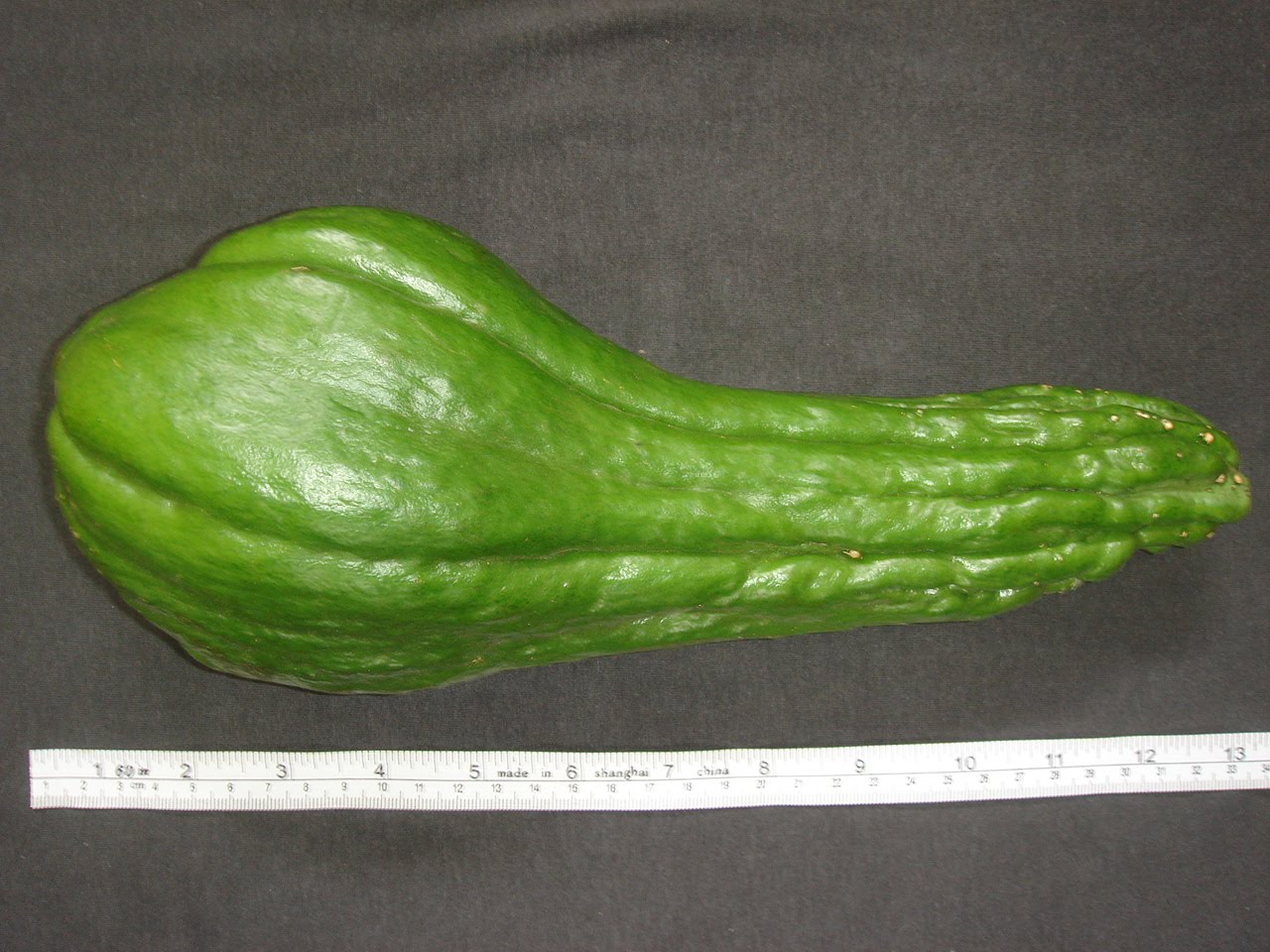 Chayote (Sechium edule) y tacaco (S. tacaco), Cucurbitaceae. Costa Rica ...