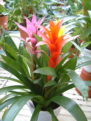 MEU MUNDO VERDE...: Curiosidades sobre as Bromélias...