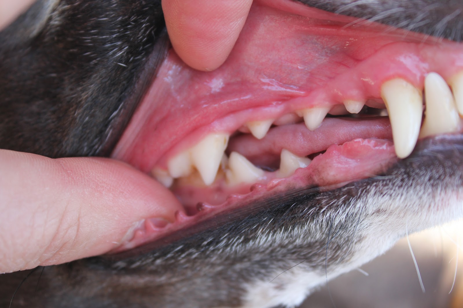 Greyhounds in the Mist