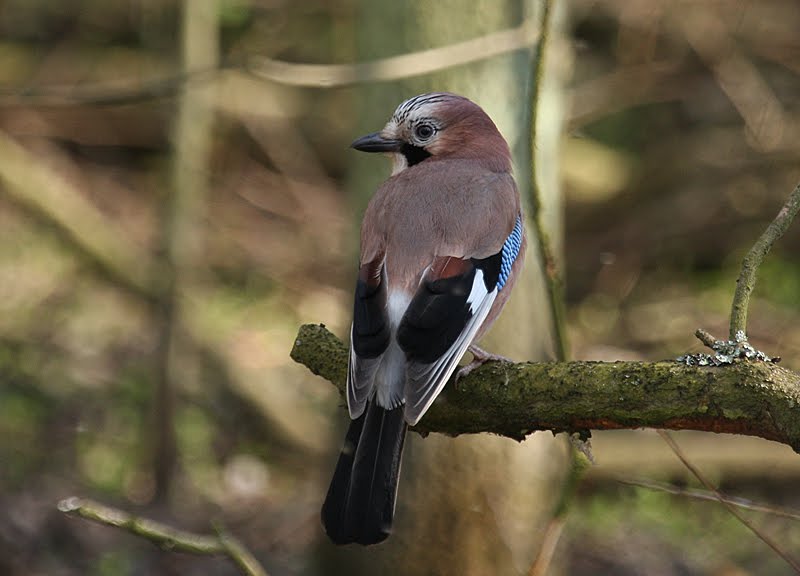 Bob the Birder: Garganey at Alvecote Pools