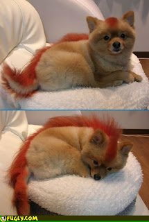 Juicy Dog Couture: Red Mohawk Pomeranian Fox
