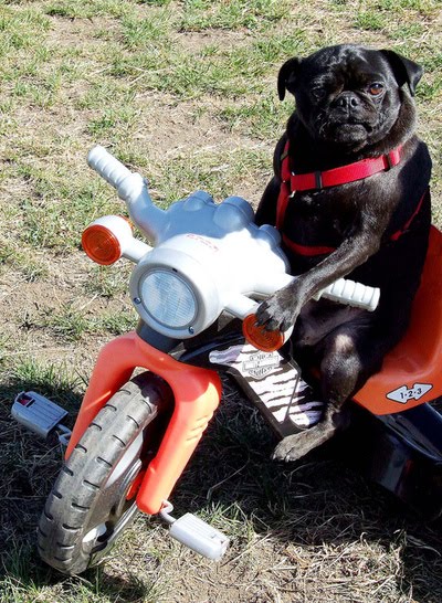 Juicy Dog Couture: Motorcycle Pug