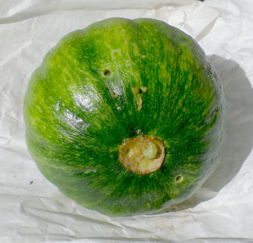 A Kitchen Garden in Kihei Maui: Pickleworms in Cucurbits