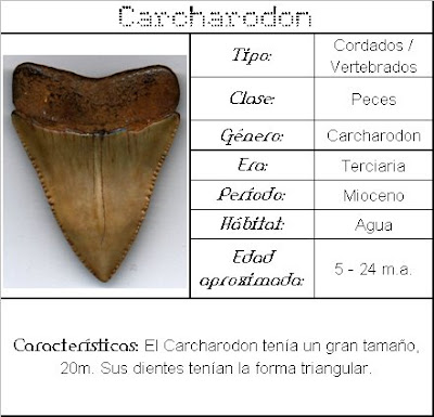 BIO4INA: Carcharodon
