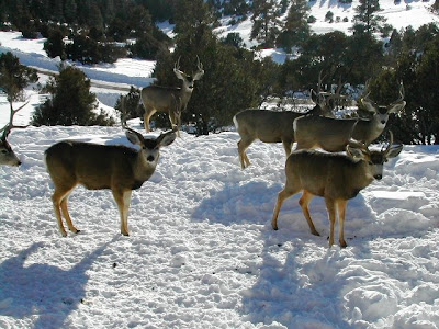 Colorado Mountain Land: Colorado Mountain Wildlife