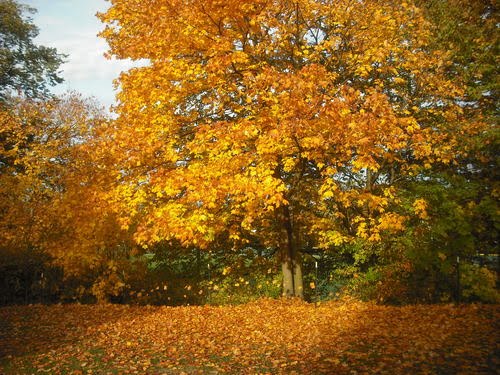 Robby Delaware's Favorite Photos: Leaves falling off of a tree at ...