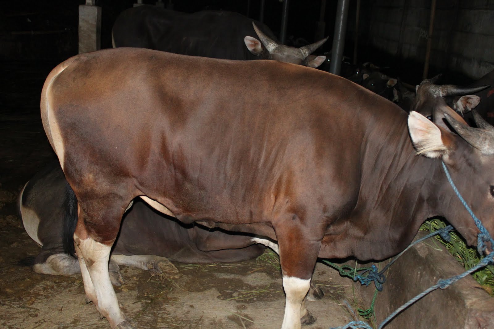 gerobak-emmod: JUAL SAPI QURBAN KUALITAS PRIMA