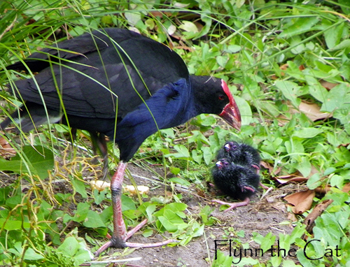 The Flying Cat Blog: Eels, Peacocks and Pukekos: Auckland Zoo Again