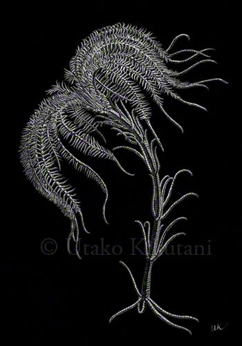 Utako Kikutani Illustration