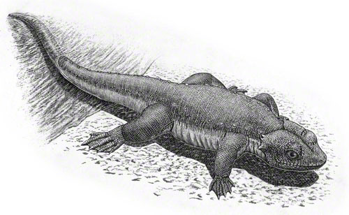 Utako Kikutani Illustration