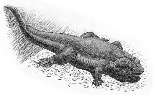 Utako Kikutani Illustration