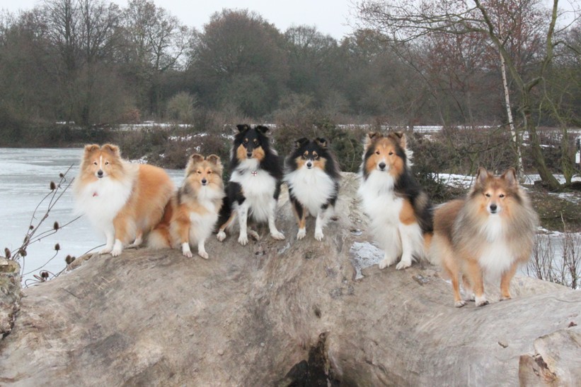 The KNIGHTs Shelties: a FAT festive season!