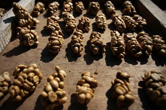 Animales que comen café