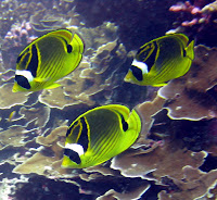 American Samoa & the Pacific Remote Islands: The Oceanography of Jarvis ...