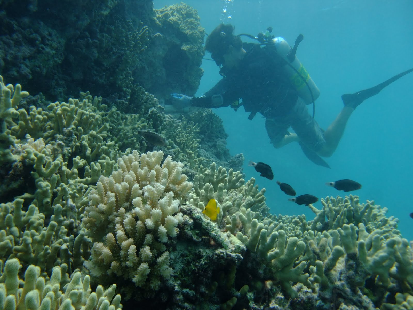 NOAA Coral Reef Ecosystem Division – Mission Blog: A day in the lives ...