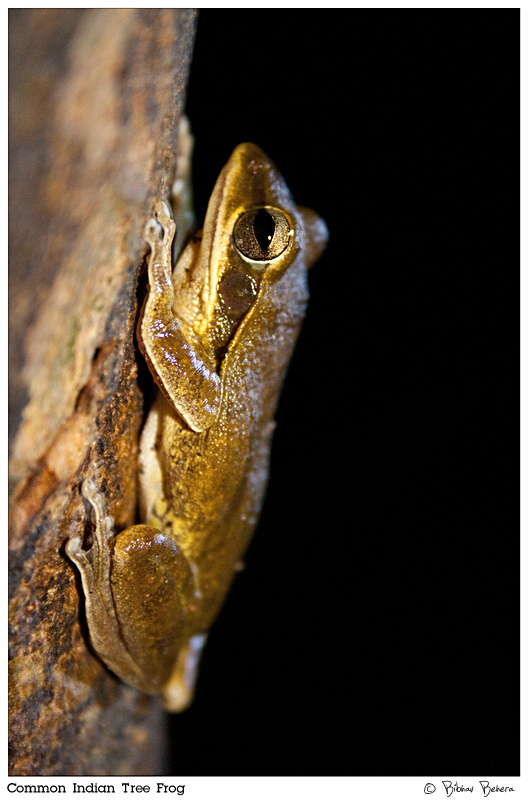 Orissa Wildlife Chronicles: Common Indian Tree Frog