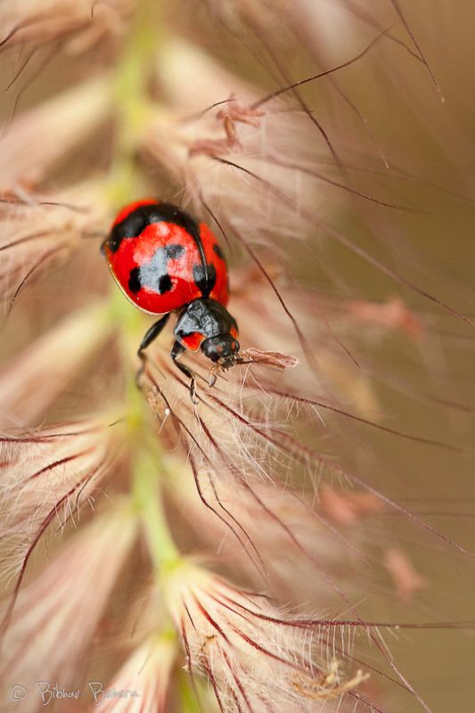 Orissa Wildlife Chronicles: Lady in Red