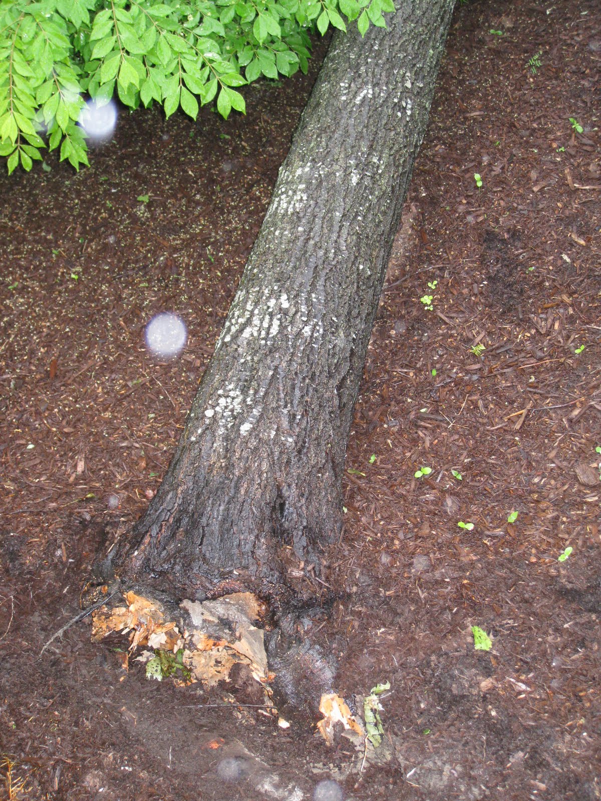 Field Notes: Girdling Roots on a Bradford Pear